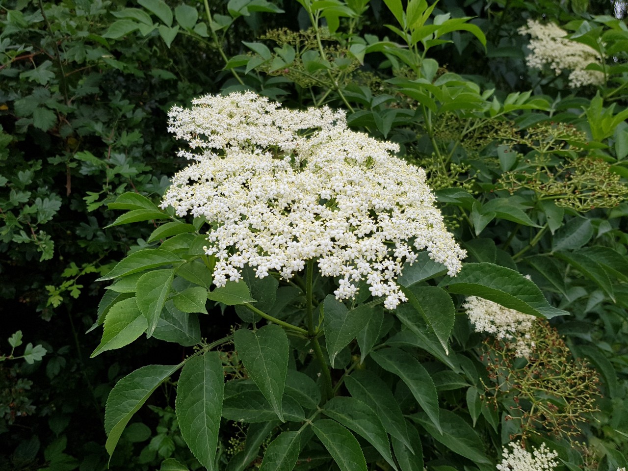 Gallery – Flora | Buckland Surrey